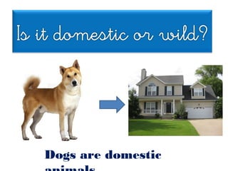 Domestic and wild animals | PPT