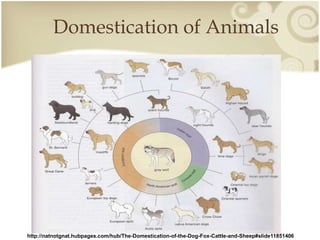 Domestic Animals.pptx