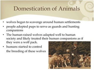 Domestic Animals.pptx