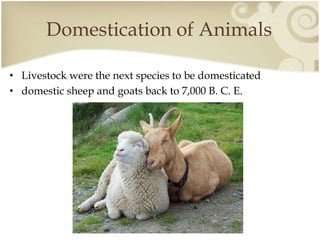 Domestic Animals.pptx