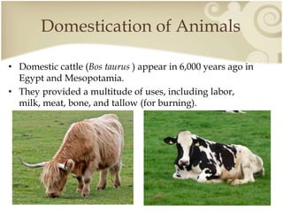 Domestic Animals.pptx