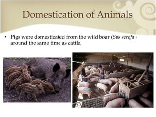 Domestic Animals.pptx