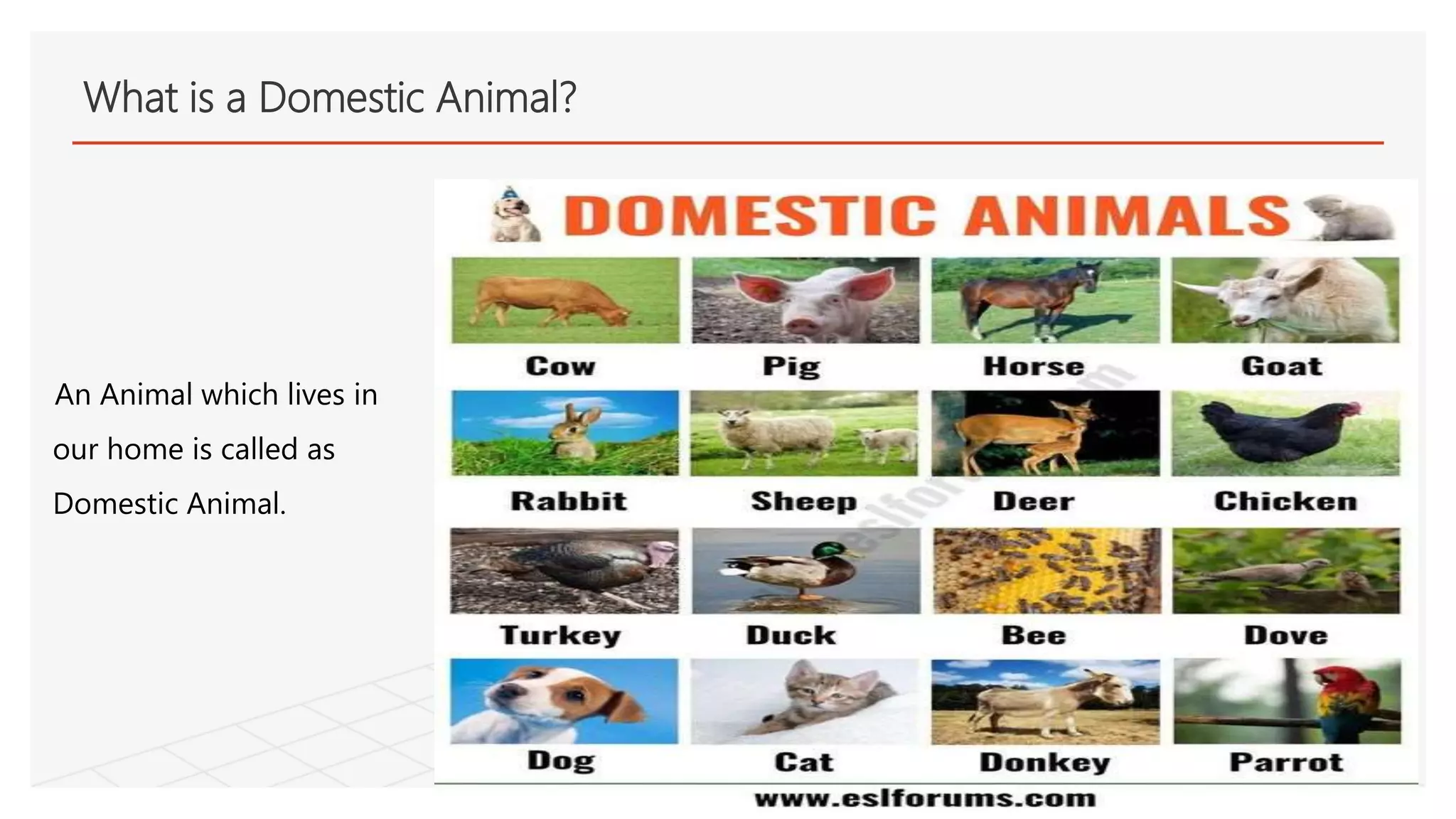 Domestic Animals and their young ones.pptx