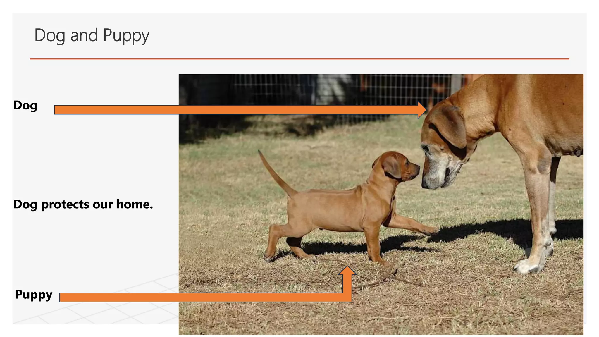 Domestic Animals and their young ones.pptx