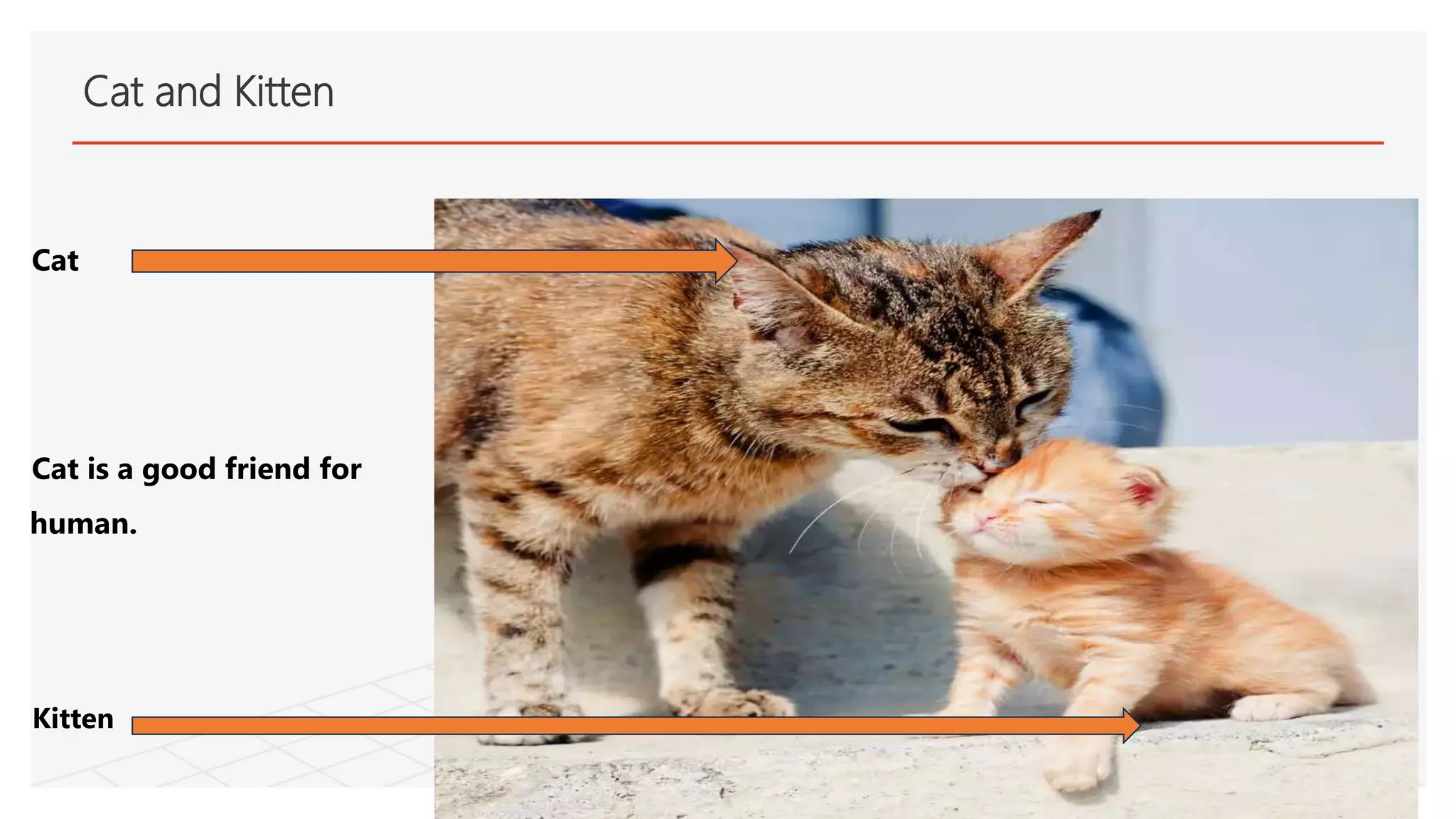 Domestic Animals and their young ones.pptx