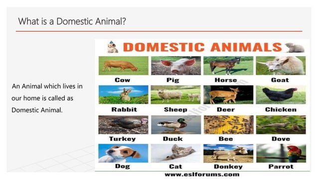 Domestic Animals and their young ones.pptx