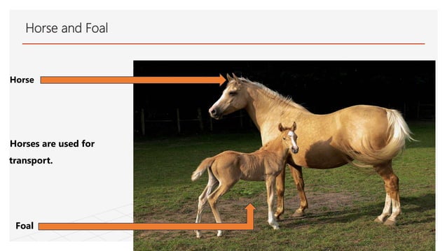 Domestic Animals and their young ones.pptx