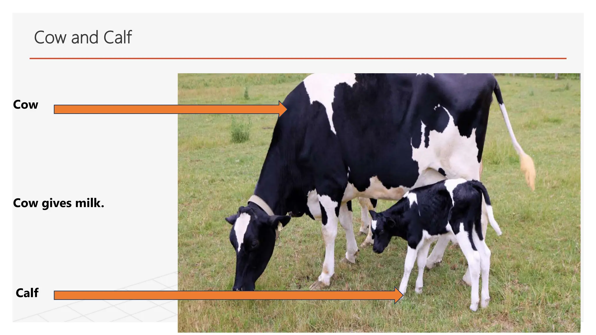 Domestic Animals and their young ones.pptx