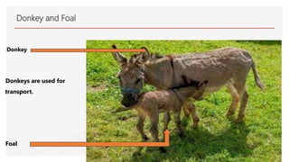 Domestic Animals and their young ones.pptx