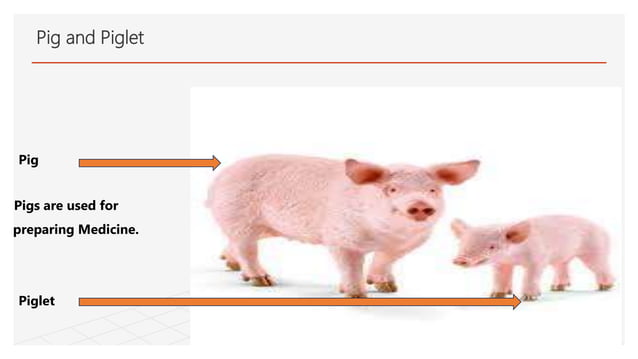 Domestic Animals and their young ones.pptx