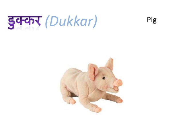 Domestic animals in marathi | PPTX