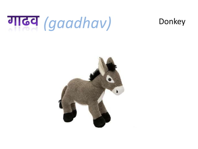 Domestic animals in marathi | PPTX