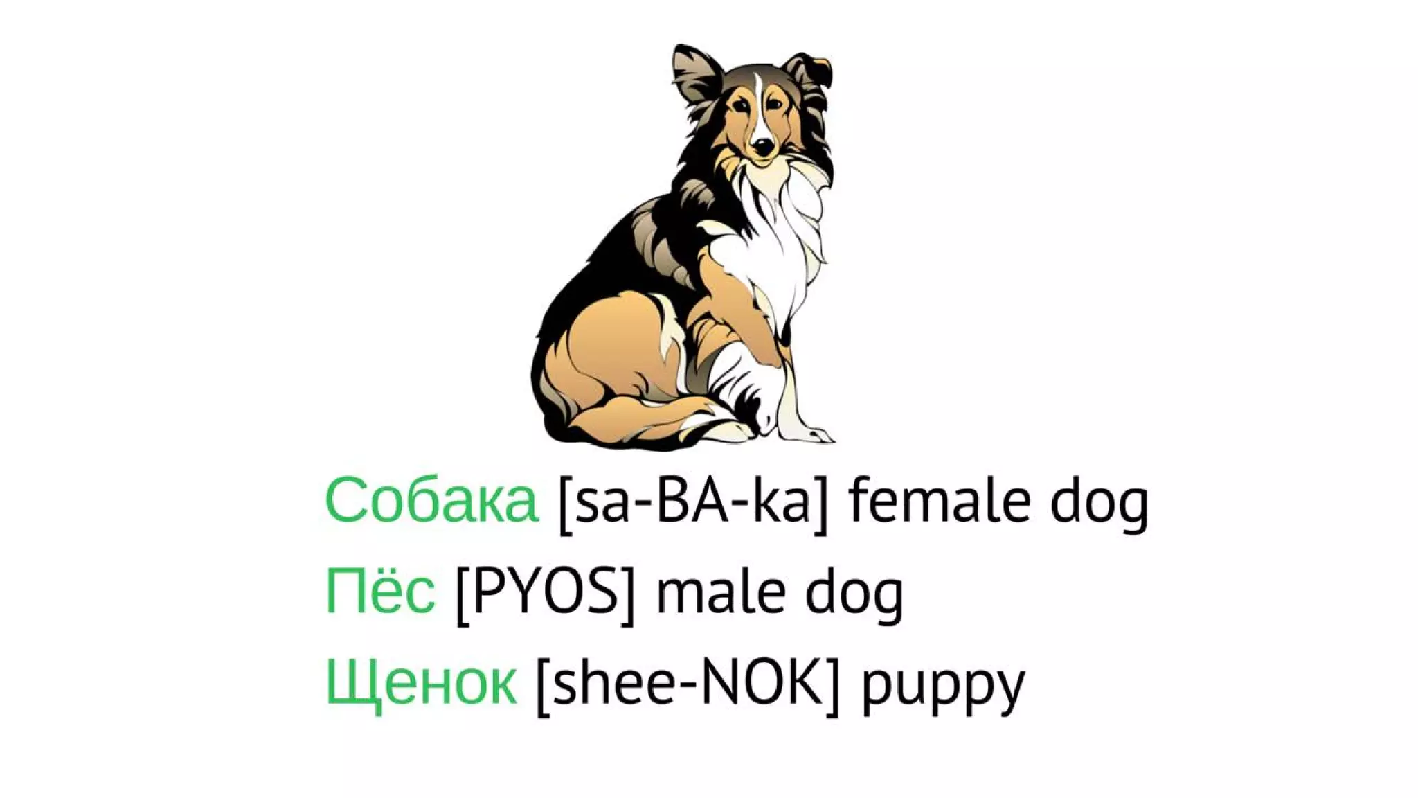 Learn Russian: Farm Animals | PDF | Birds | Pets