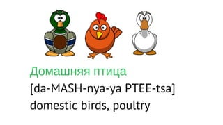 Learn Russian: Farm Animals | PDF | Birds | Pets