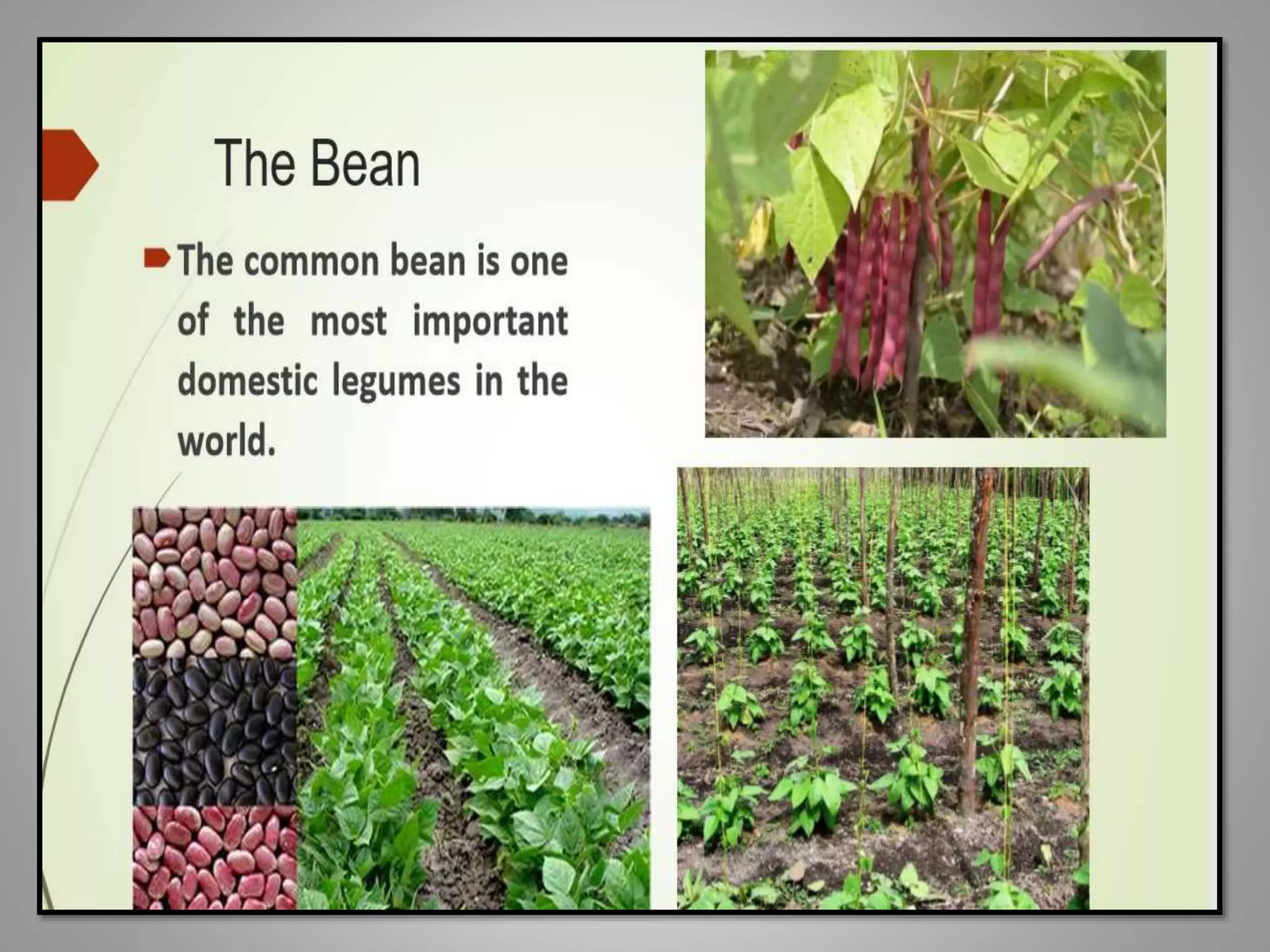 Plant Domestication and selection in plant breeding | PPTX