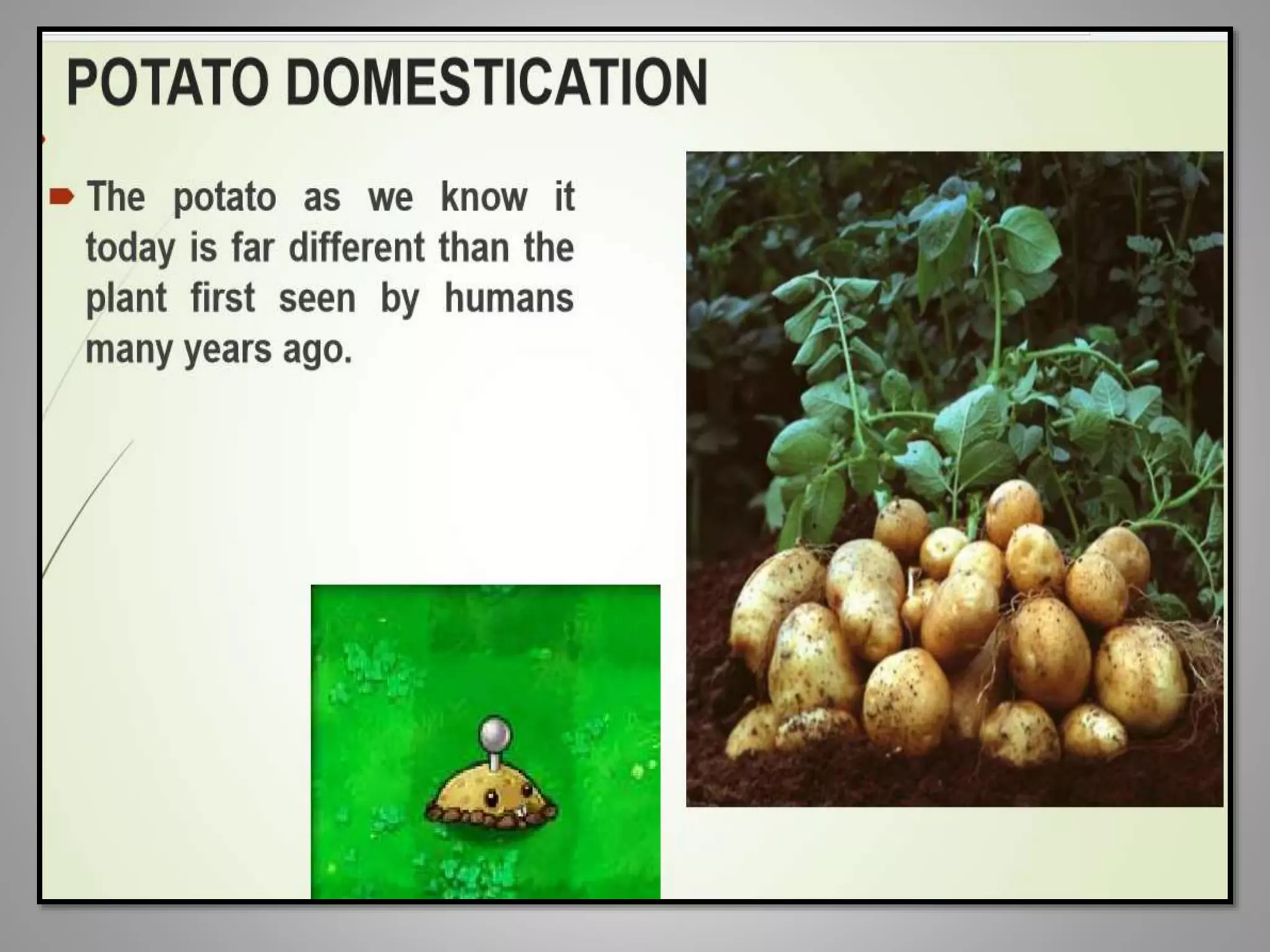Plant Domestication and selection in plant breeding | PPTX