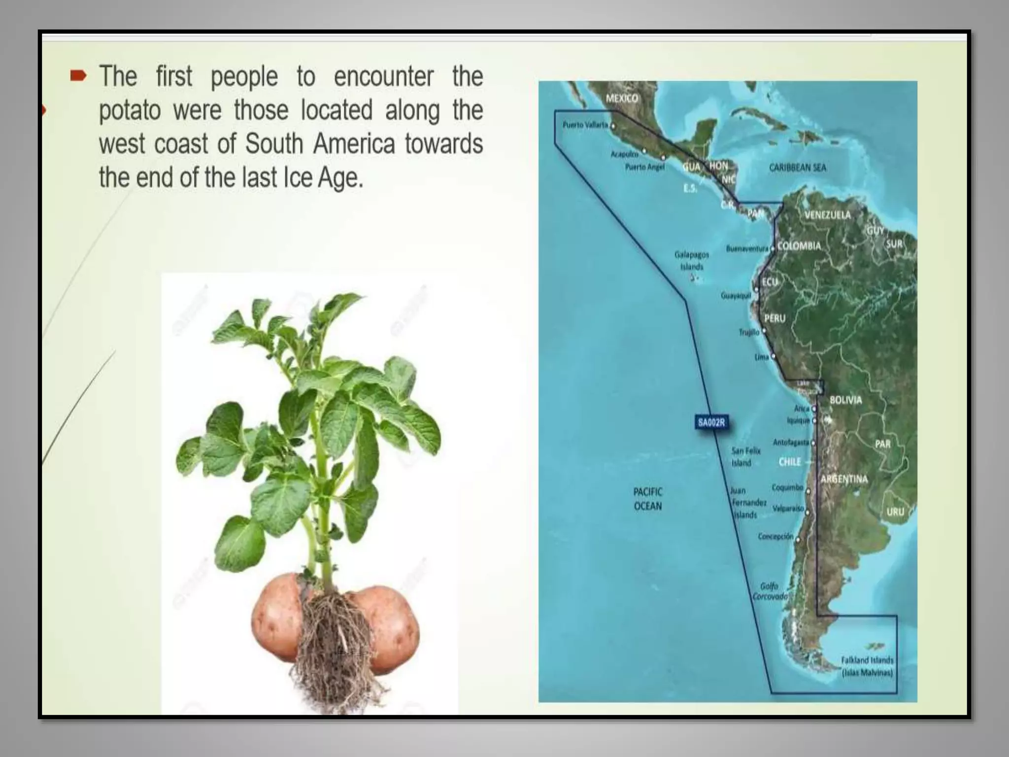Plant Domestication and selection in plant breeding | PPTX