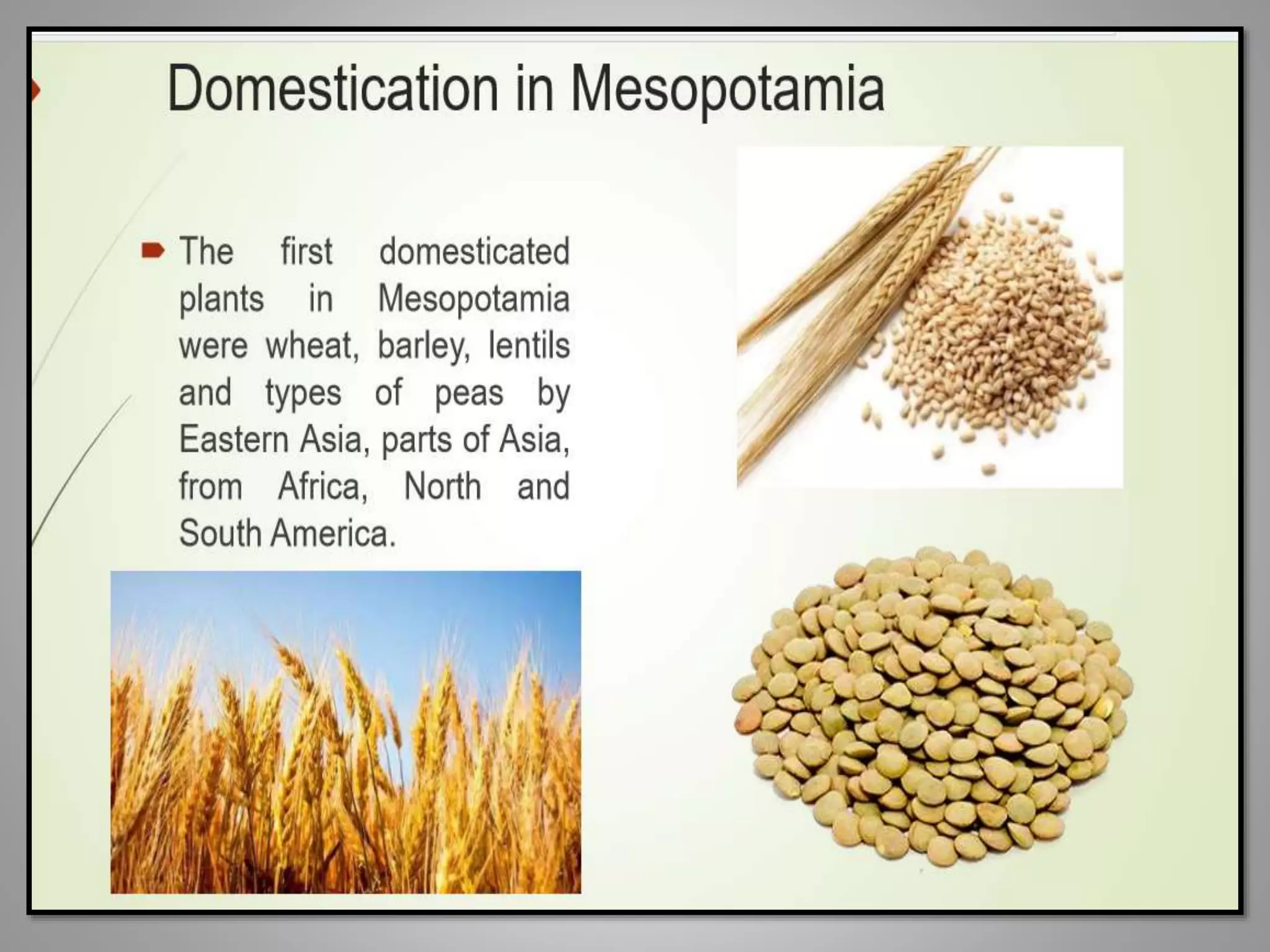 Plant Domestication and selection in plant breeding | PPTX