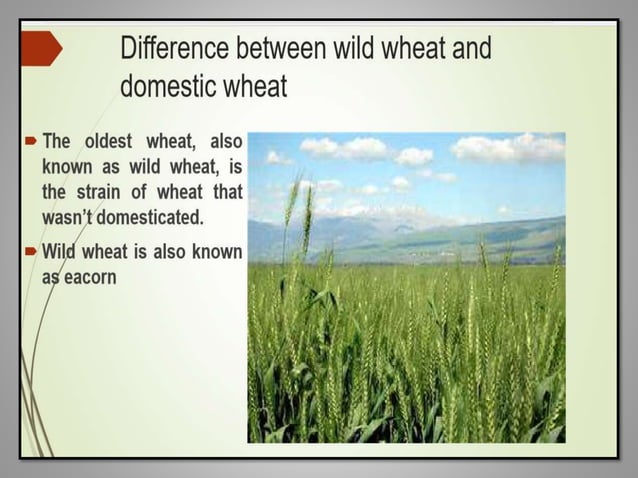 Plant Domestication and selection in plant breeding | PPTX | Gardening ...