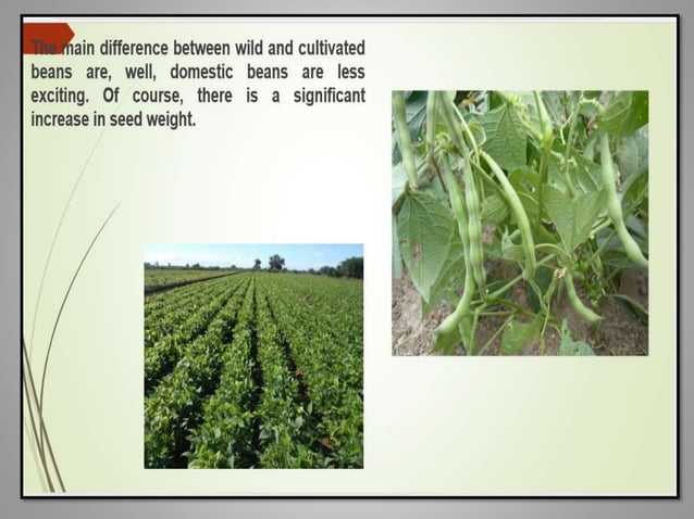 Plant Domestication and selection in plant breeding | PPTX | Gardening ...