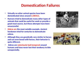 domestication of companion animals in world | PPT