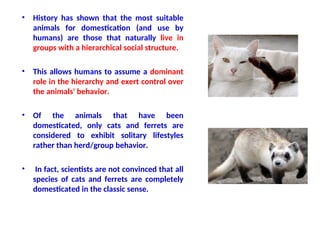 domestication of companion animals in world | PPT
