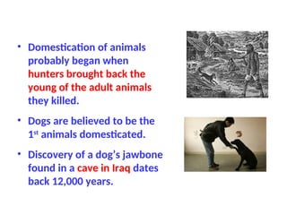 domestication of companion animals in world | PPT