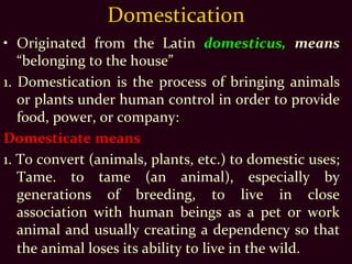Domestication of Livestock : Veterinary and A. H. Extension 25624 | PPT