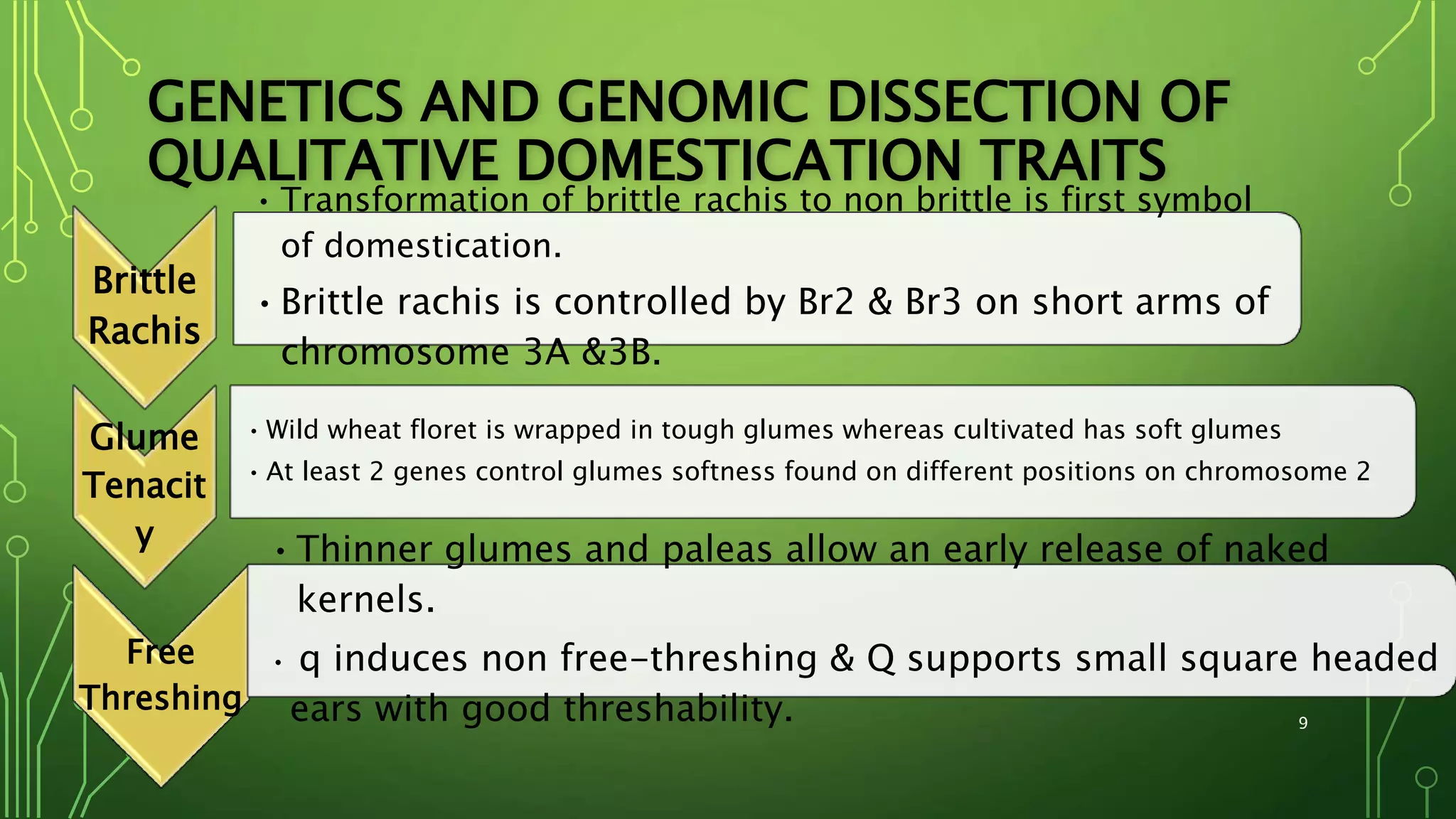 Domestication, evolution, genetics and genomics of wheat | PPTX