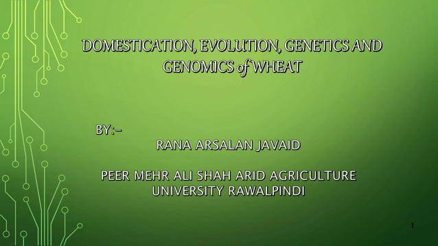Domestication, evolution, genetics and genomics of wheat | PPTX ...