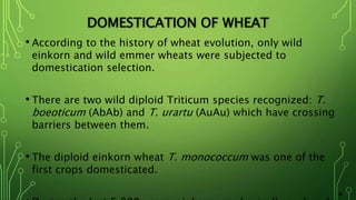 Domestication, evolution, genetics and genomics of wheat | PPTX