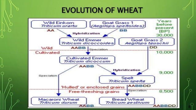 Domestication, evolution, genetics and genomics of wheat | PPTX ...