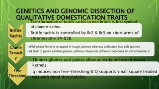 Domestication, evolution, genetics and genomics of wheat | PPTX