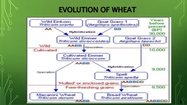 Domestication, evolution, genetics and genomics of wheat