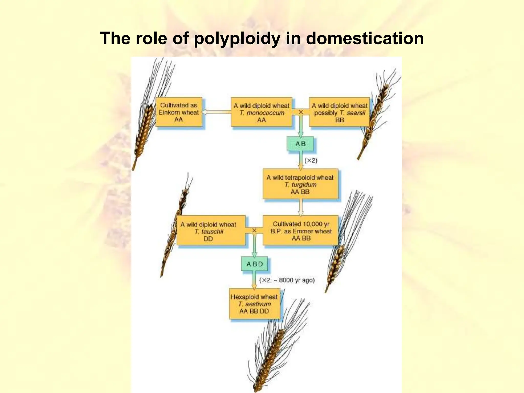 Domestication as a method of plant breeding | PPT