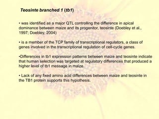 Domestication as a method of plant breeding | PPT