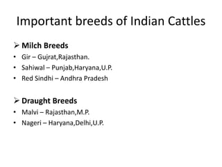 Domestication of animals..pptx
