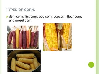 Domestication of plants | PPT
