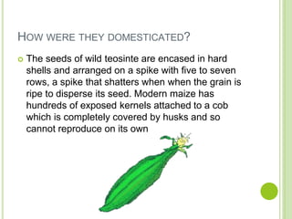 domestication of plants11111111111111111.pptx