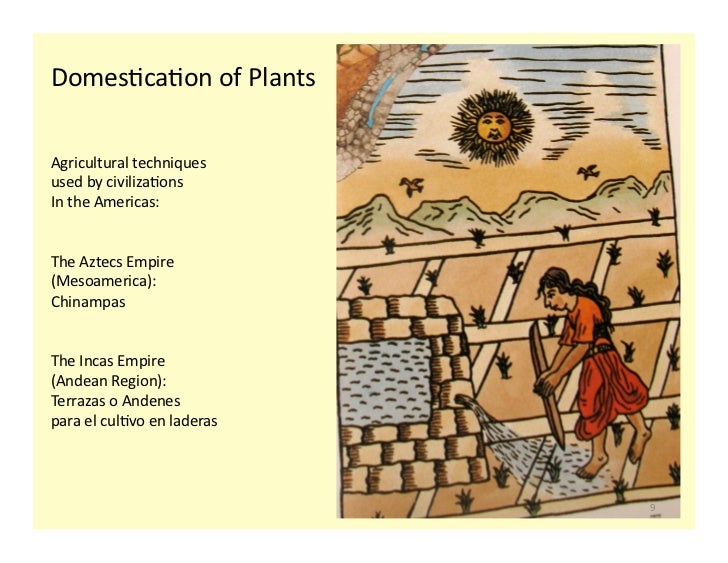 The Domestication of Plants and Animals in The Americas.