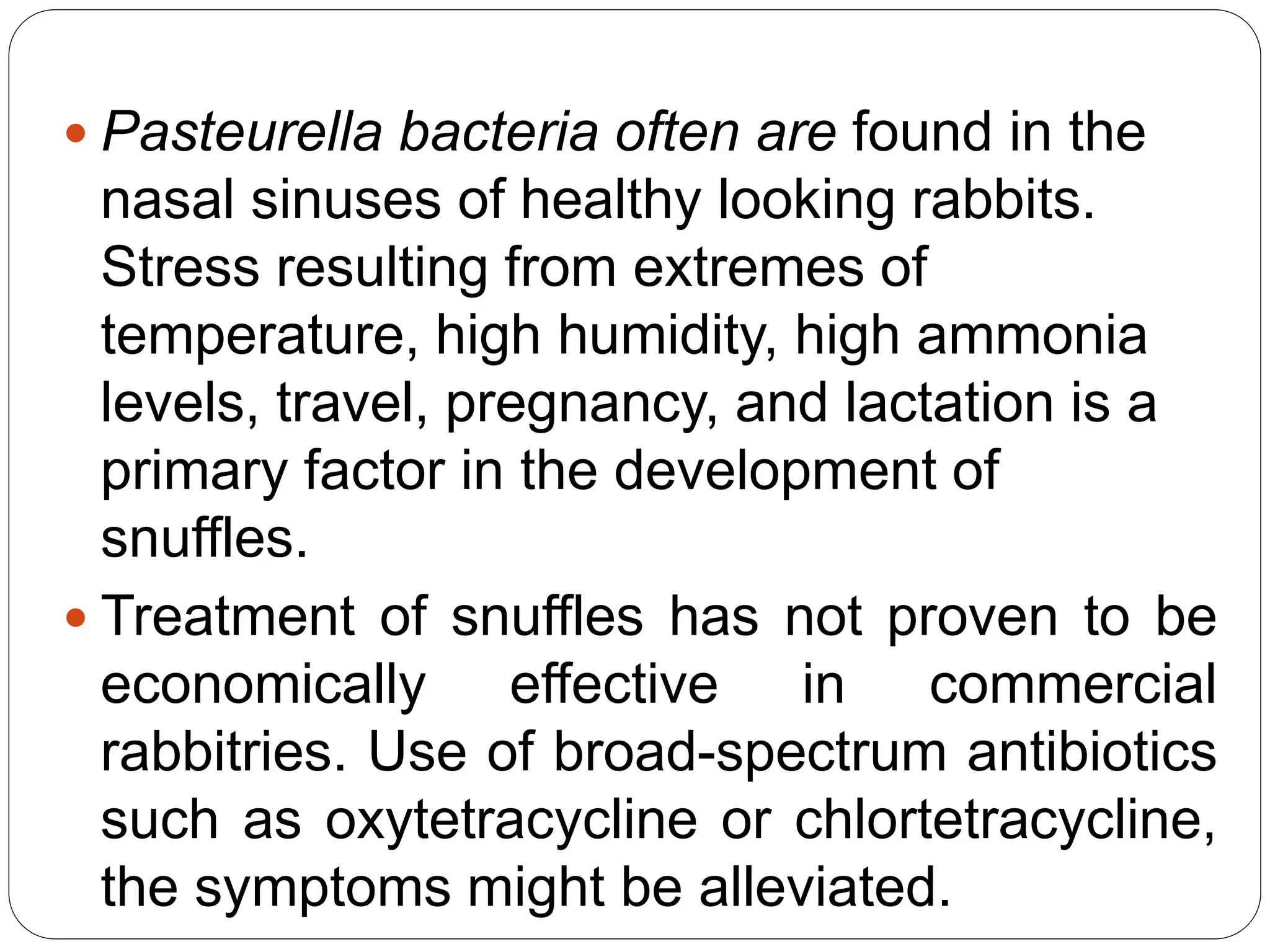 Domestic Rabbits Pasteurellosis.pptx