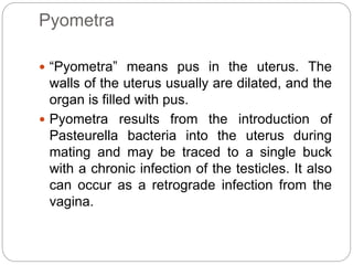 Domestic Rabbits Pasteurellosis.pptx
