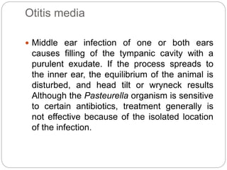 Domestic Rabbits Pasteurellosis.pptx