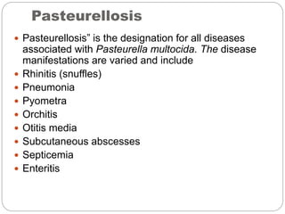 Domestic Rabbits Pasteurellosis.pptx