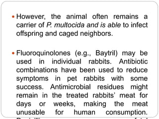 Domestic Rabbits Pasteurellosis.pptx