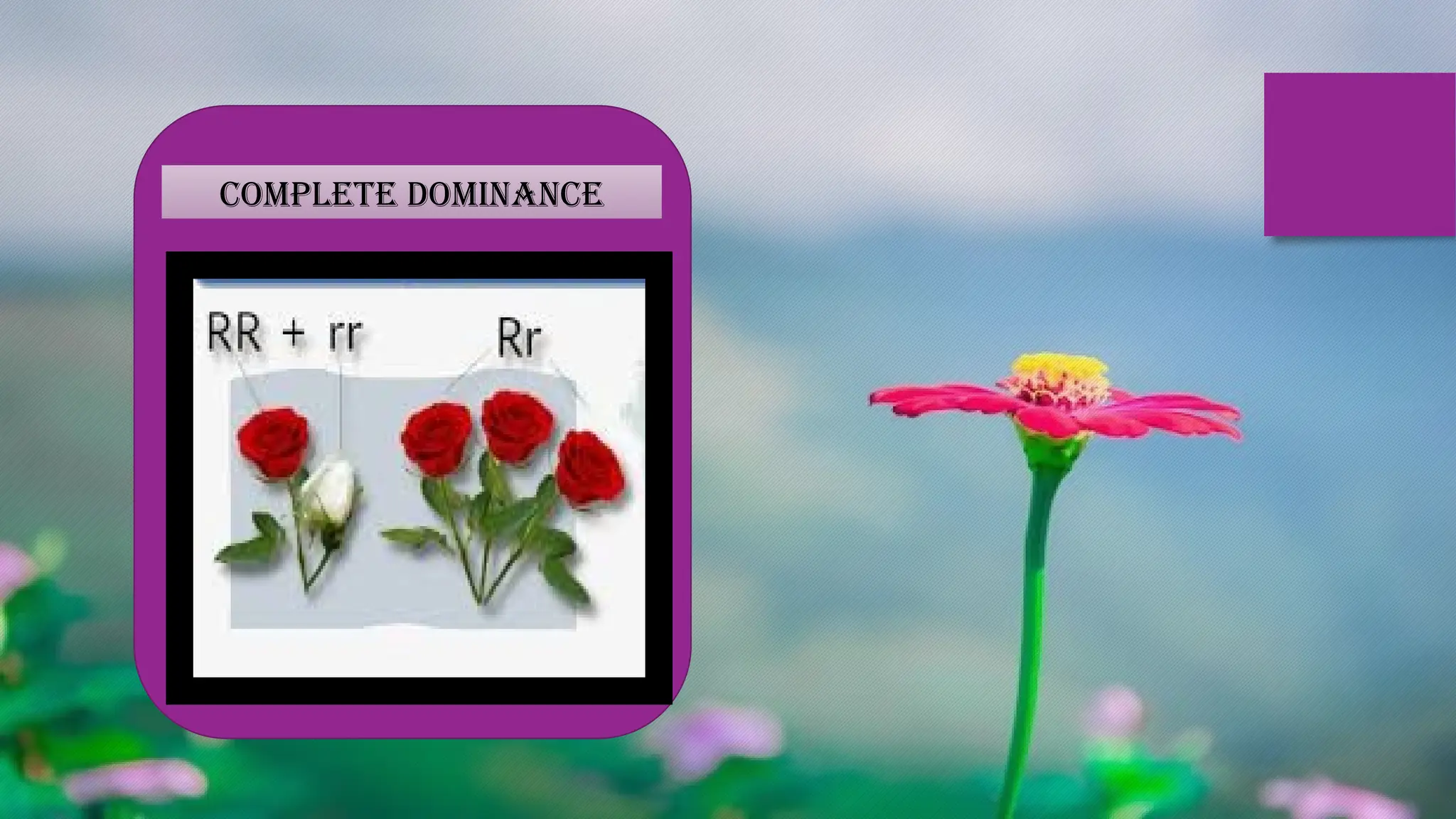 Dominance in plants .types of dominance with examples | PPTX