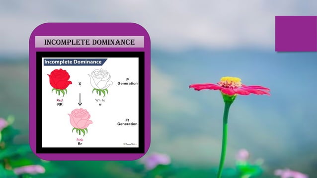 Dominance in plants .types of dominance with examples | PPTX