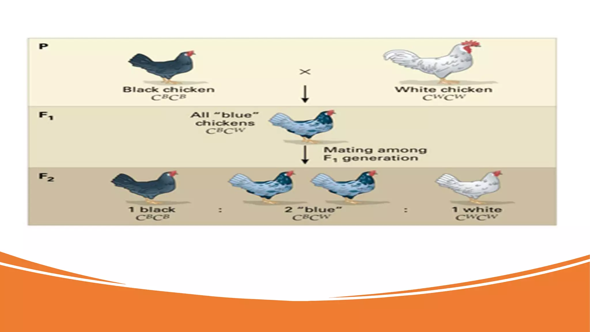 Dominance relation and multiple alleles in diploid organisms.pptx
