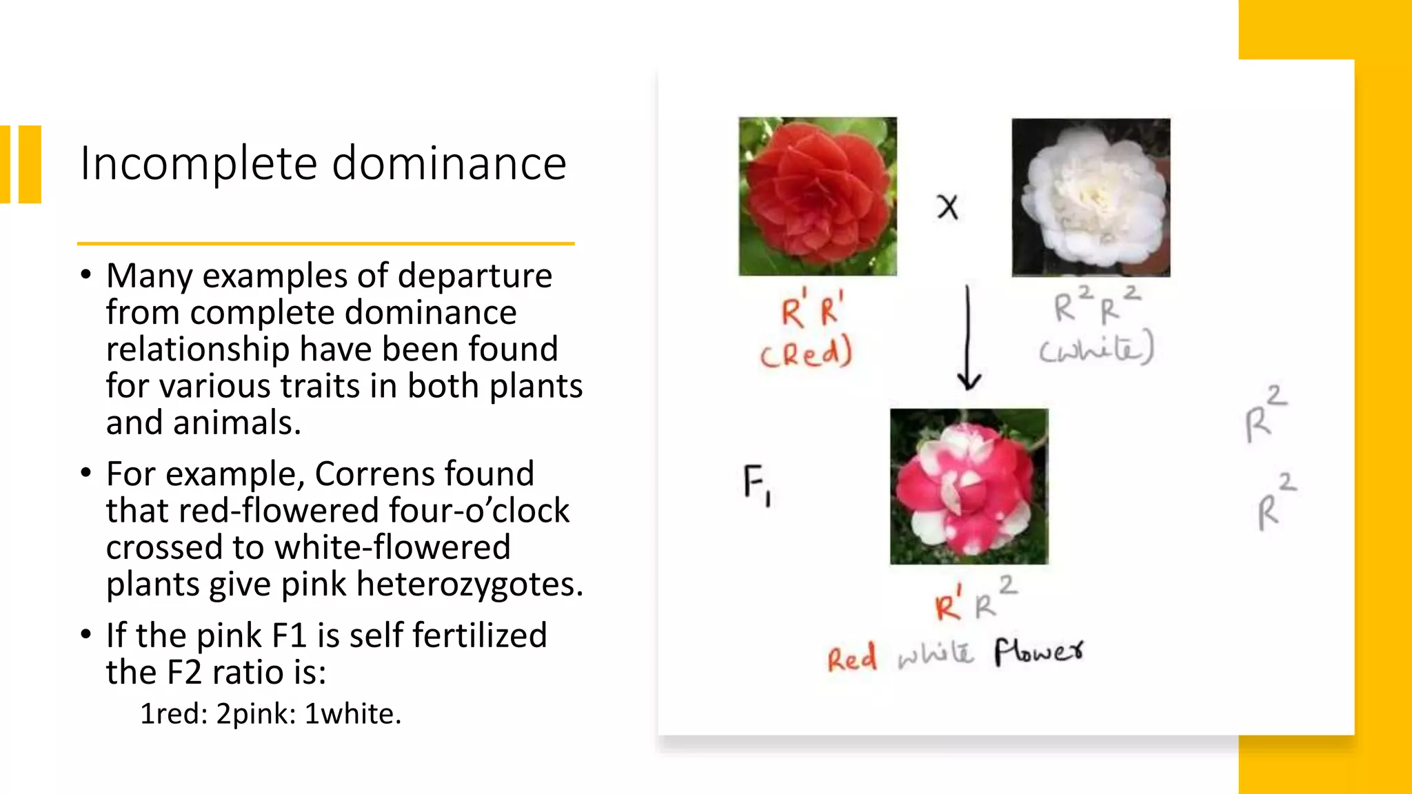 Dominance relation and multiple alleles in diploid organisms.pptx