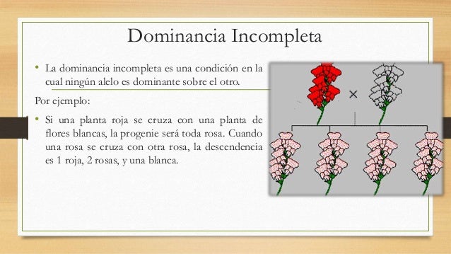 Dominancia incompleta y codominancia Dominancia incompleta y codominancia